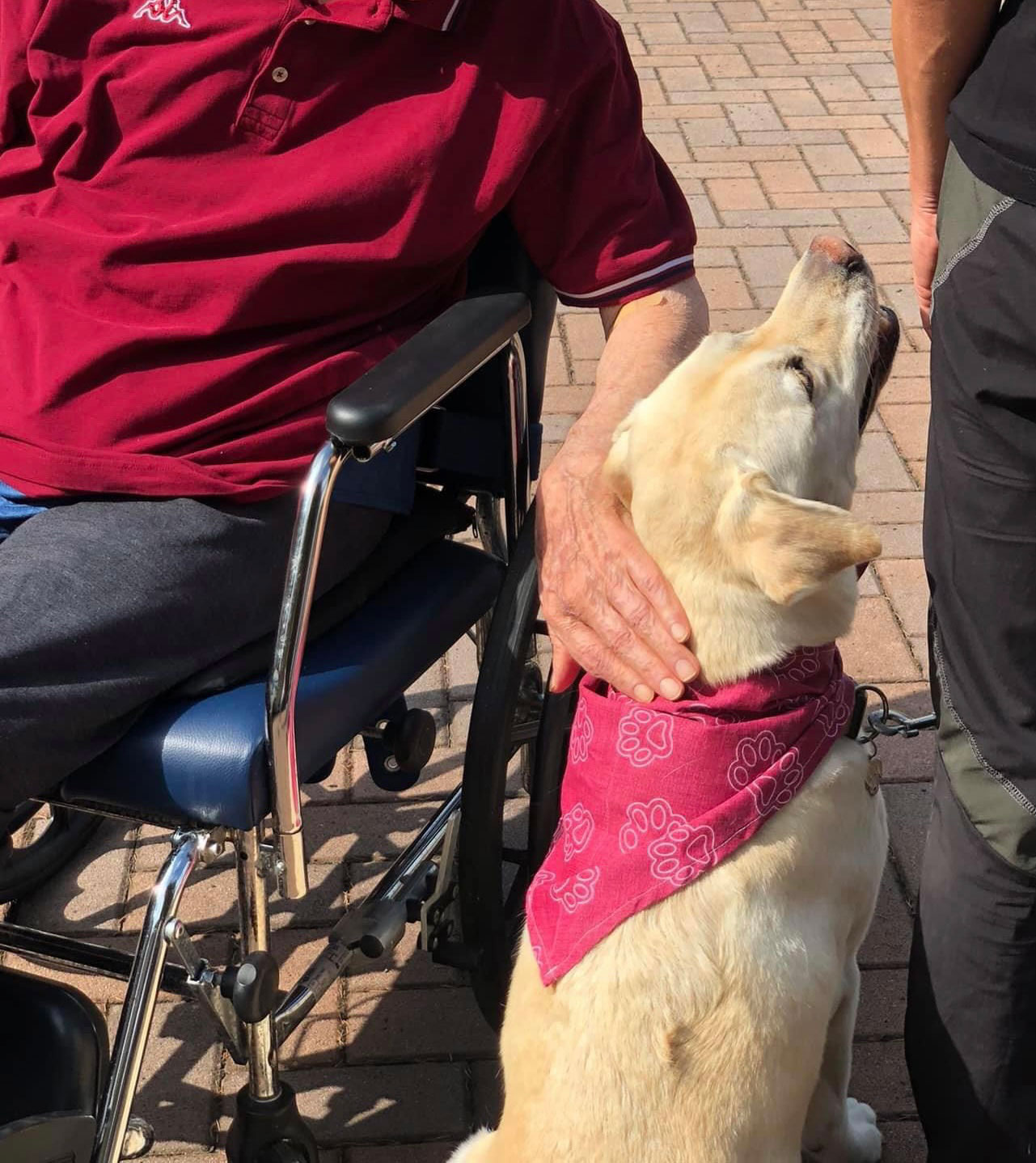 Preparazione cani da assistenza Fidenza - Monica Morelli Istruttore ...